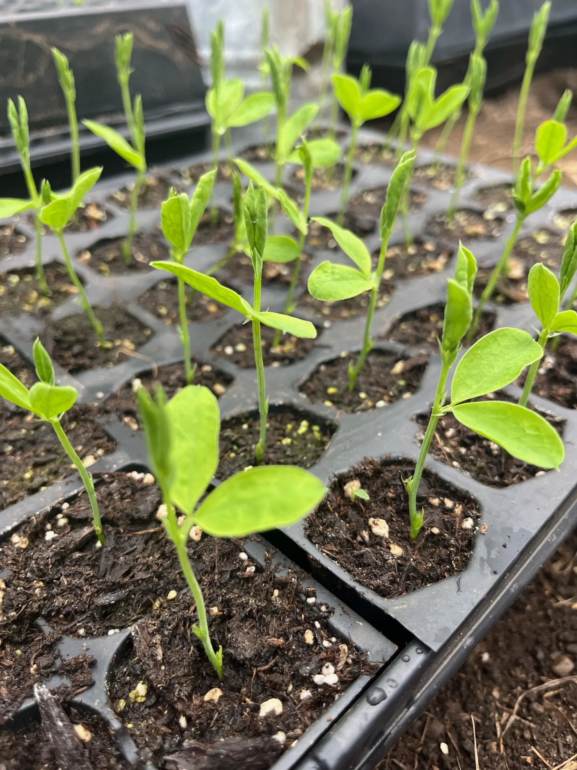 Spring Plan for the Garden! — Cedar Flats Flower Farm
