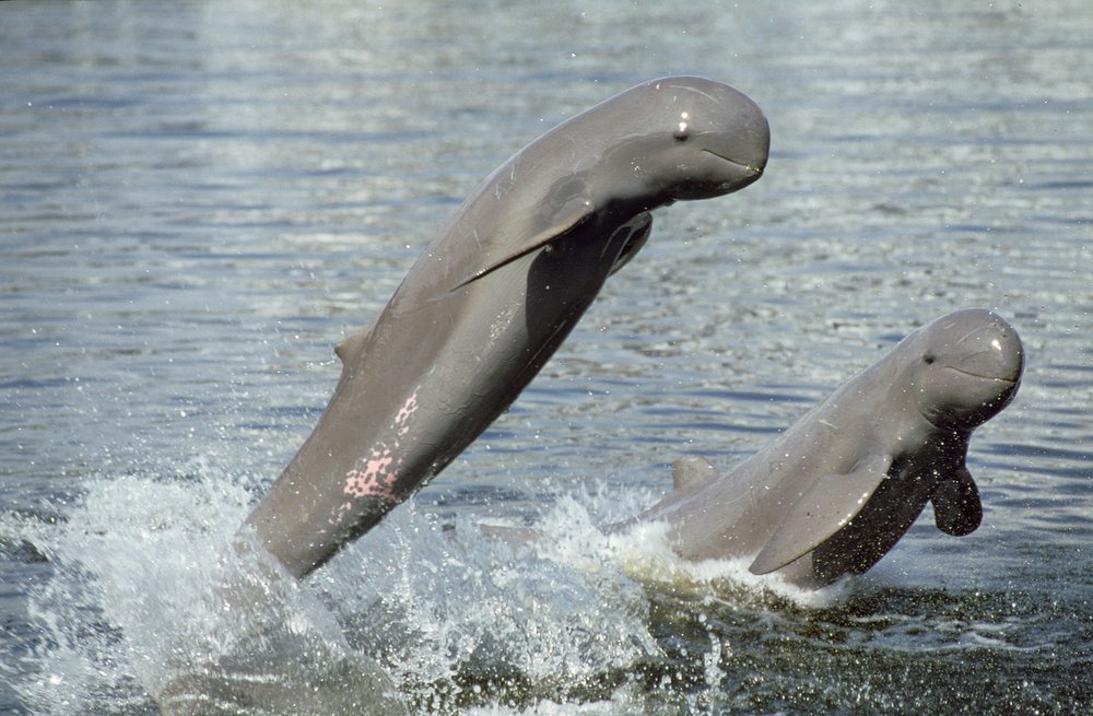 Urgent action needed to conserve the endangered Irrawaddy dolphin — WWF ...