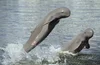 Urgent action needed to conserve the endangered Irrawaddy dolphin — WWF ...