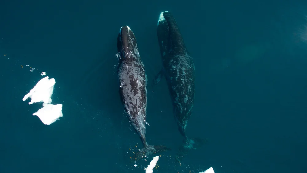 Whale Trails — WWF Protecting Whales & Dolphins Initiative