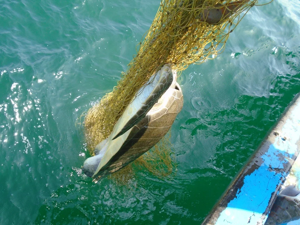 Mitigating bycatch: Policy innovation to fight growing fisheries ...