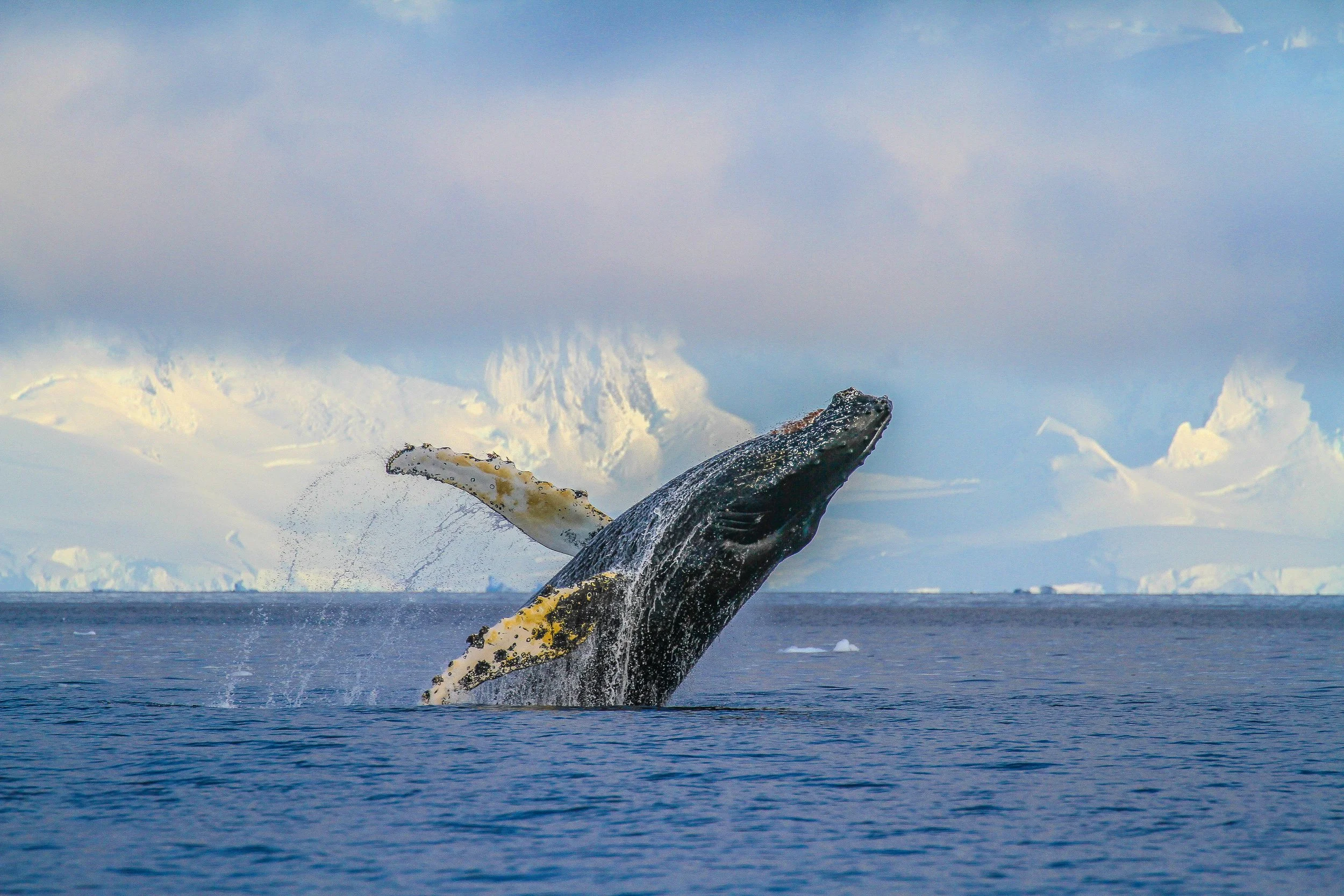 Whales’ frozen lifeline - polar feeding grounds — WWF Protecting Whales ...
