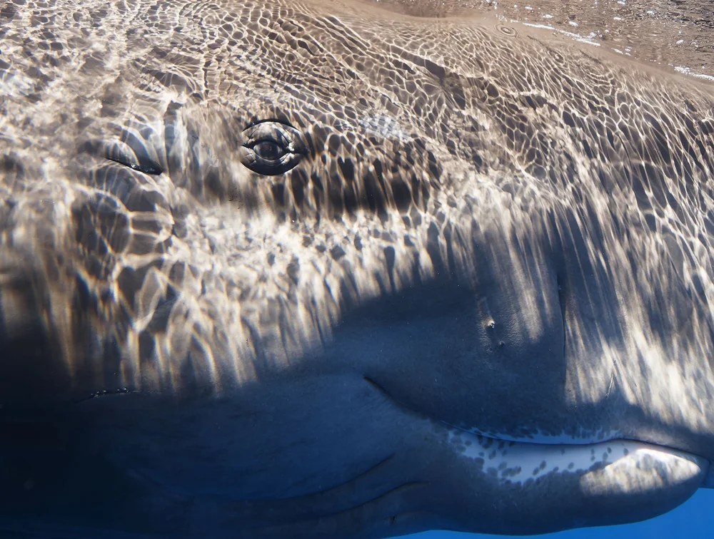 International commercial whaling ban at 40: There’s progress worth ...