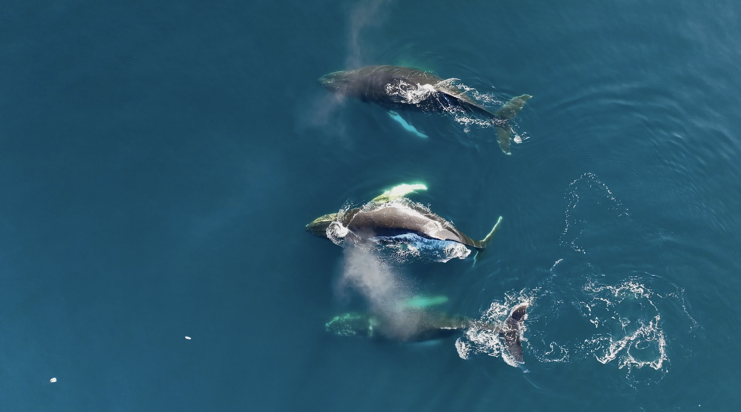 Convention on Migratory Species meeting adopts stronger protection ...