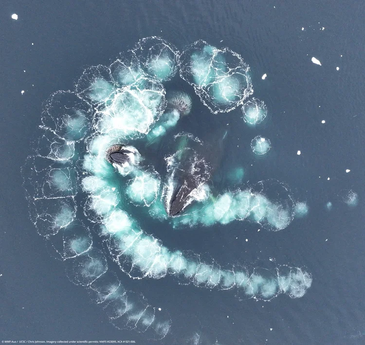 Whales’ frozen lifeline - polar feeding grounds — WWF Protecting Whales ...