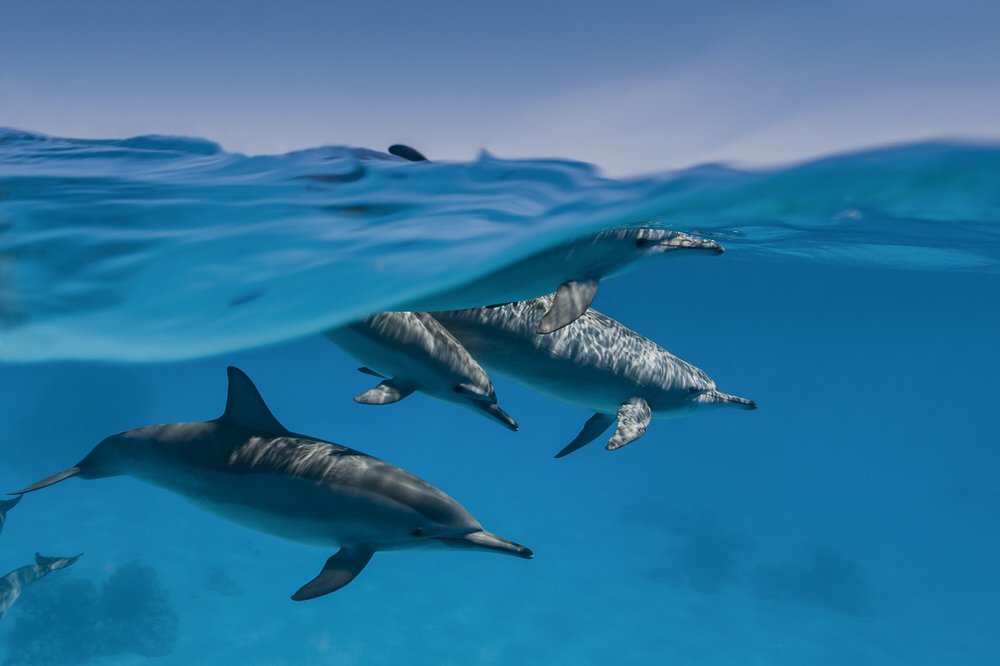 WWF Protecting Whales & Dolphins Initiative