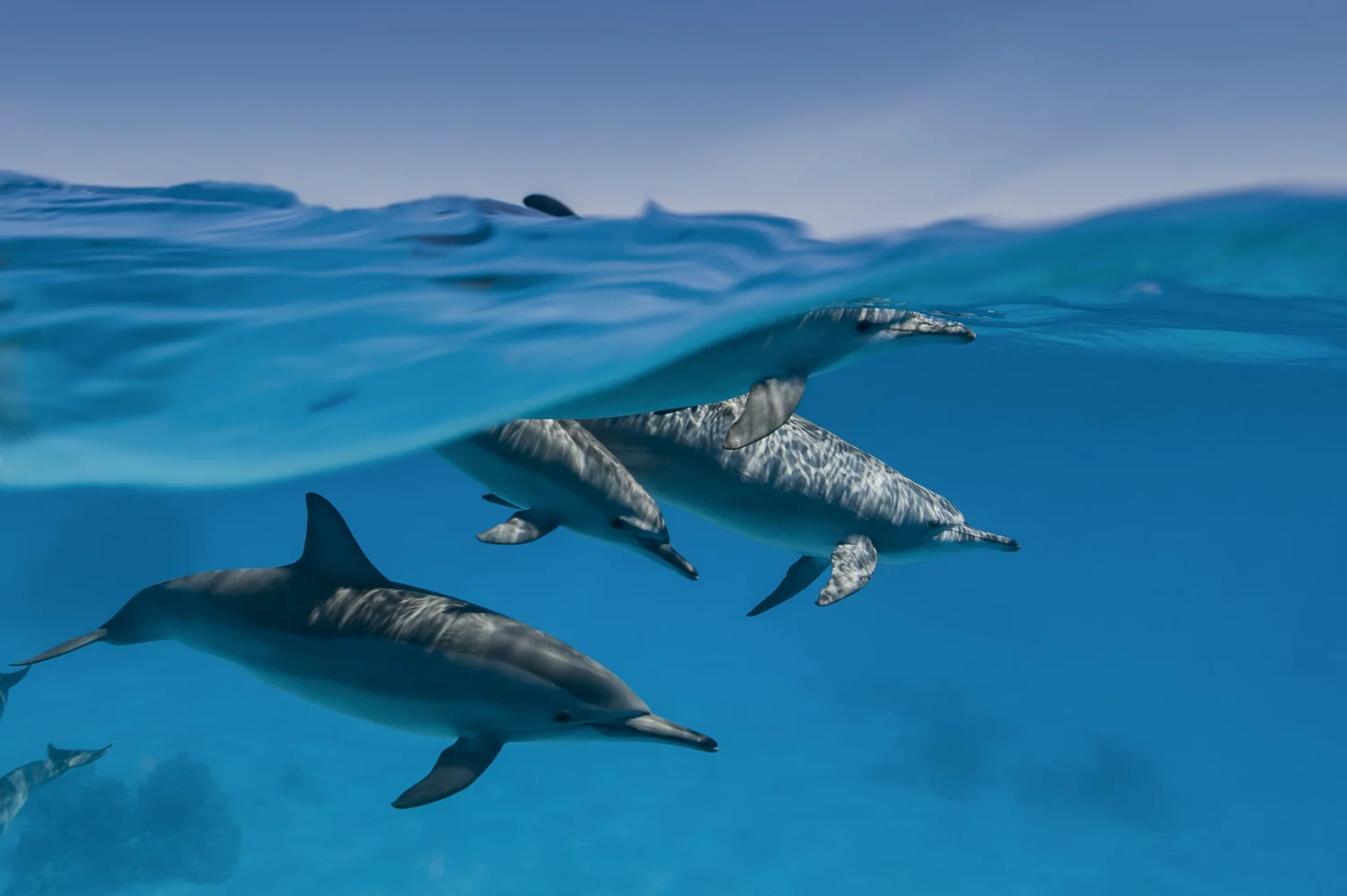 WWF Protecting Whales & Dolphins Initiative