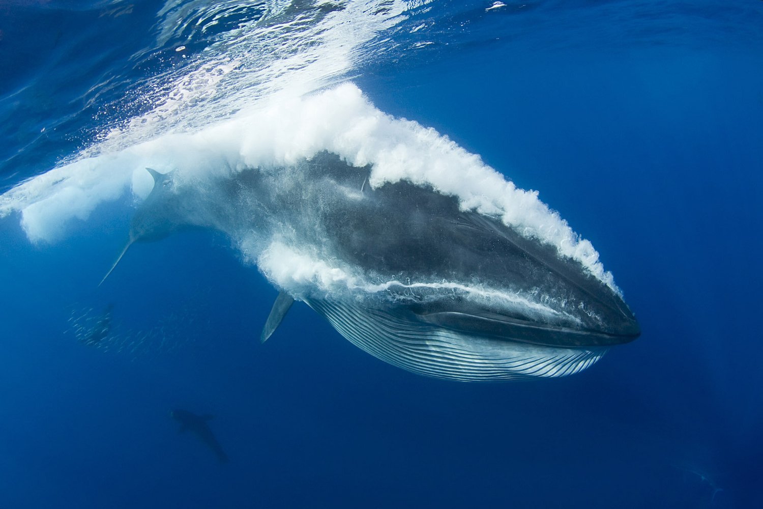 WWF Protecting Whales & Dolphins Initiative