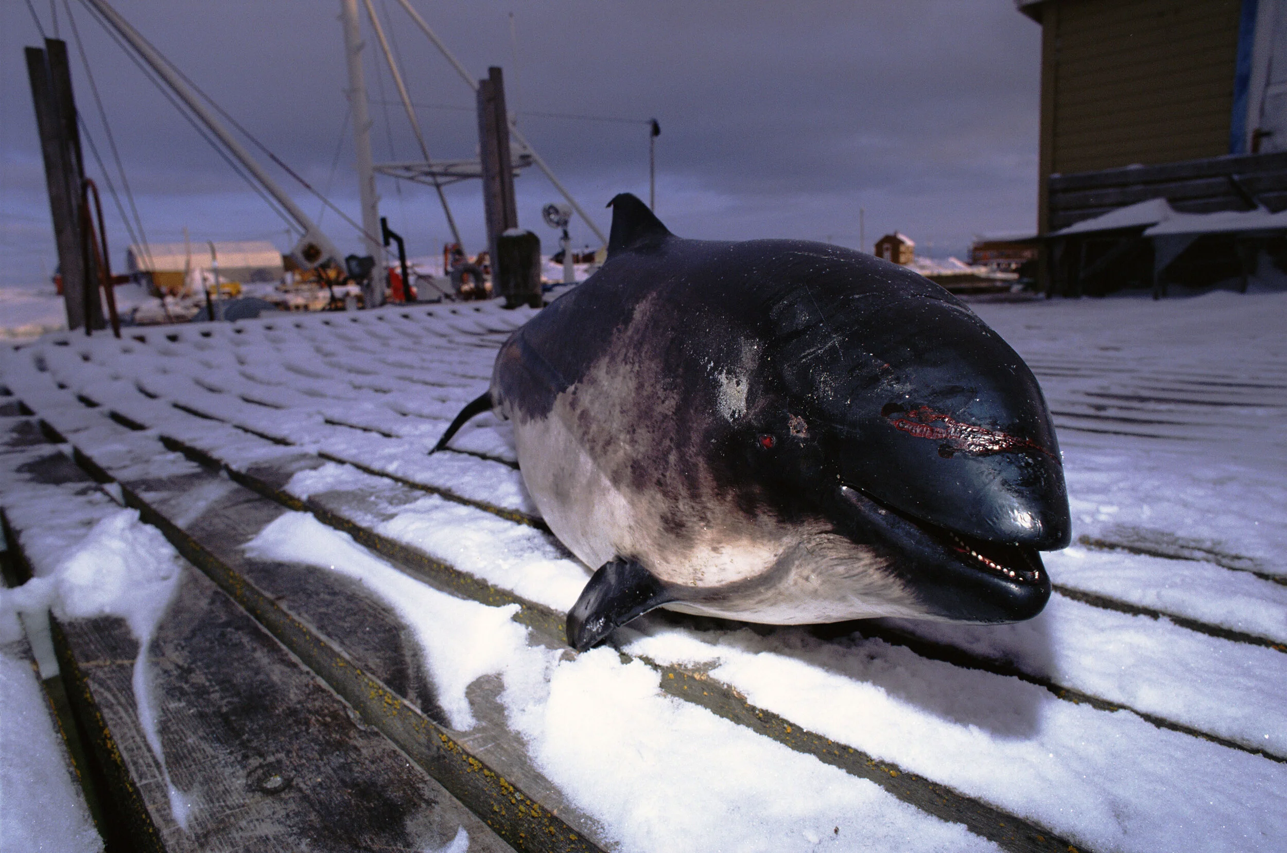 Bycatch — WWF Protecting Whales & Dolphins Initiative