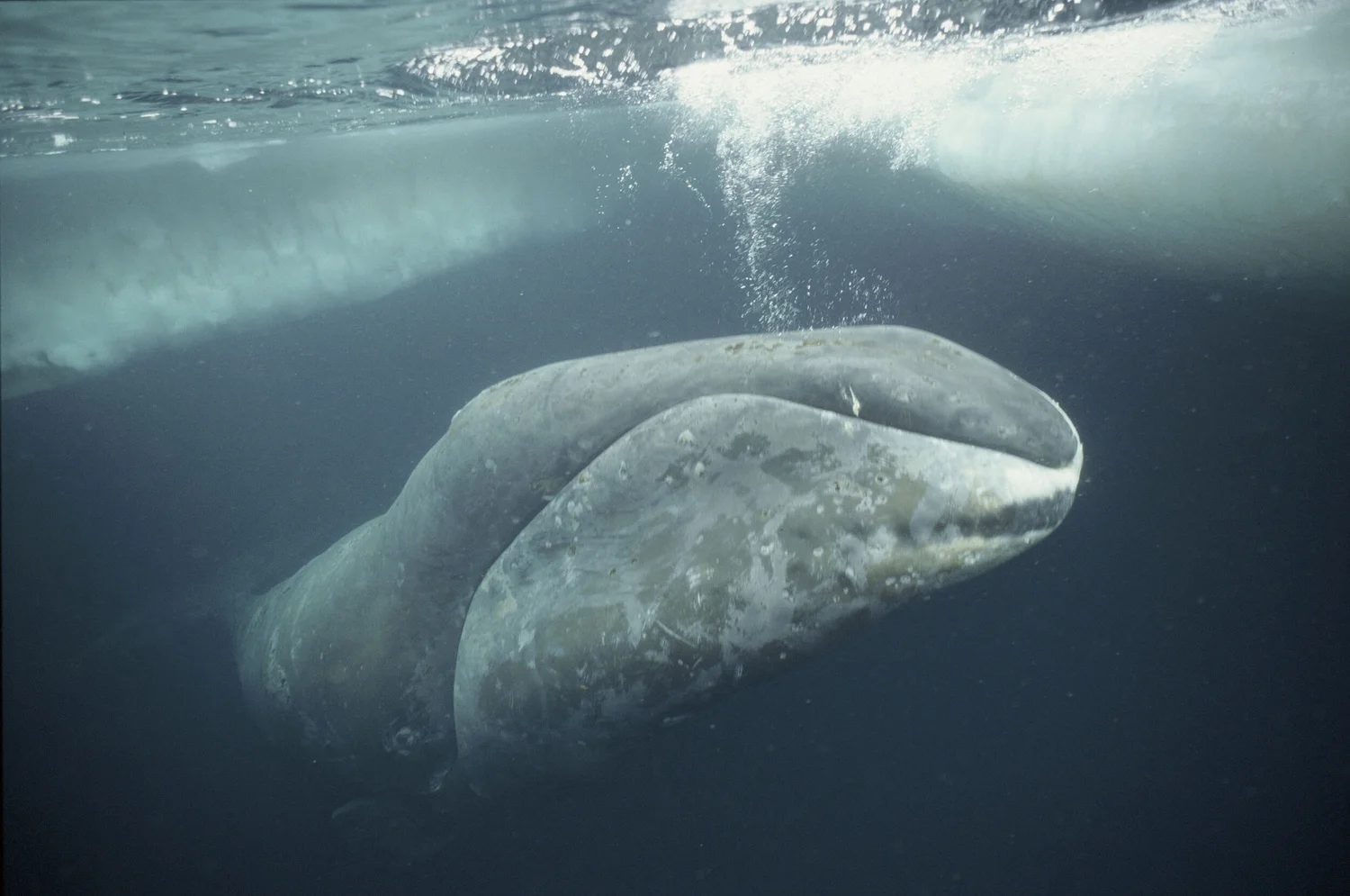 Climate change — WWF Protecting Whales & Dolphins Initiative