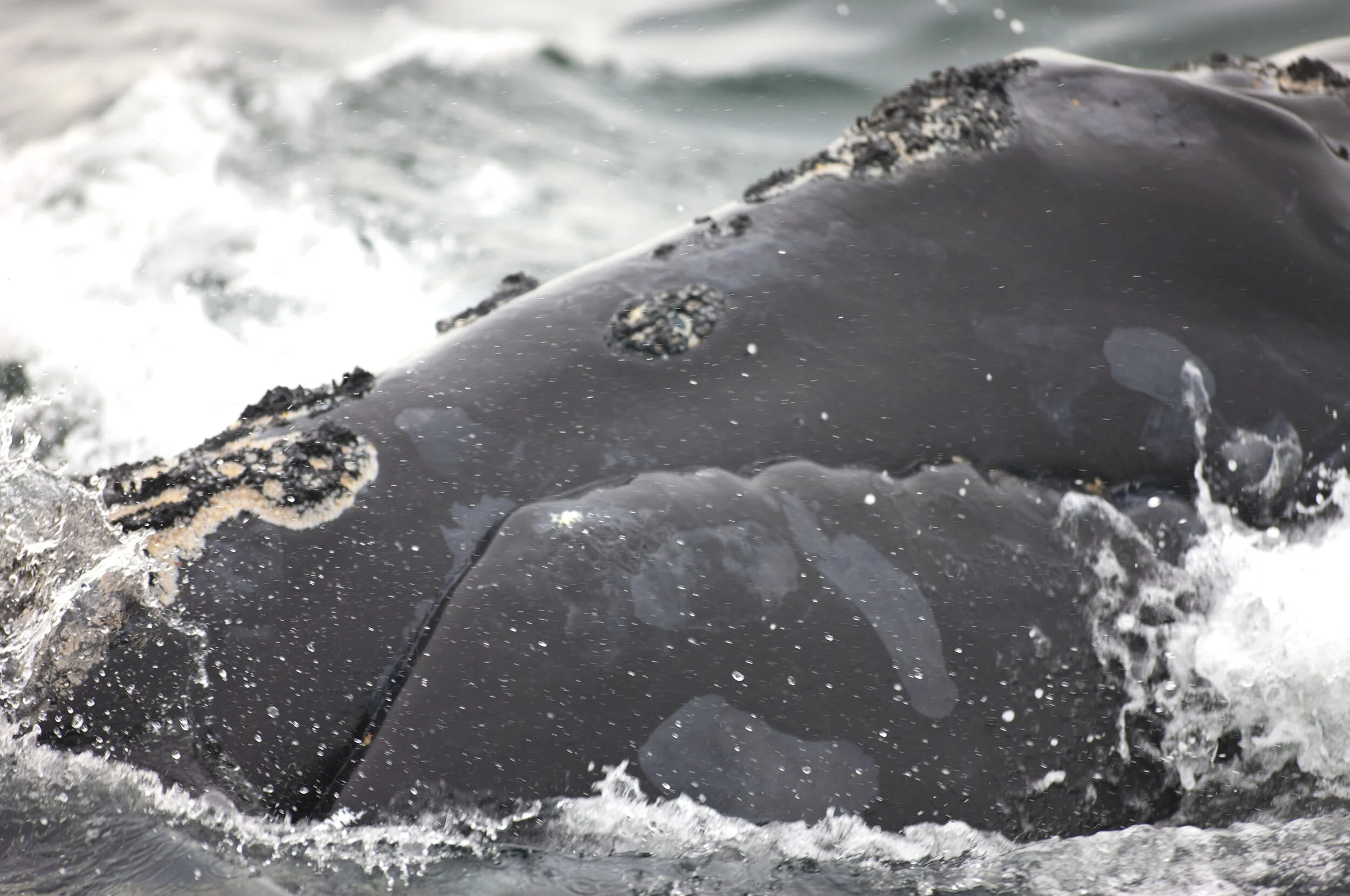 Climate change — WWF Protecting Whales & Dolphins Initiative