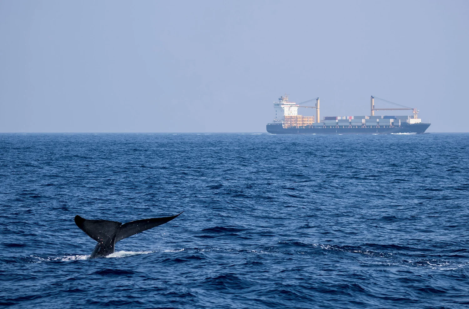 Ship strikes & underwater noise — WWF Protecting Whales & Dolphins ...