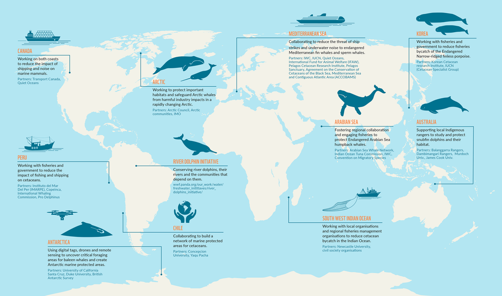 WWF Protecting Whales & Dolphins Initiative — WWF Protecting Whales ...