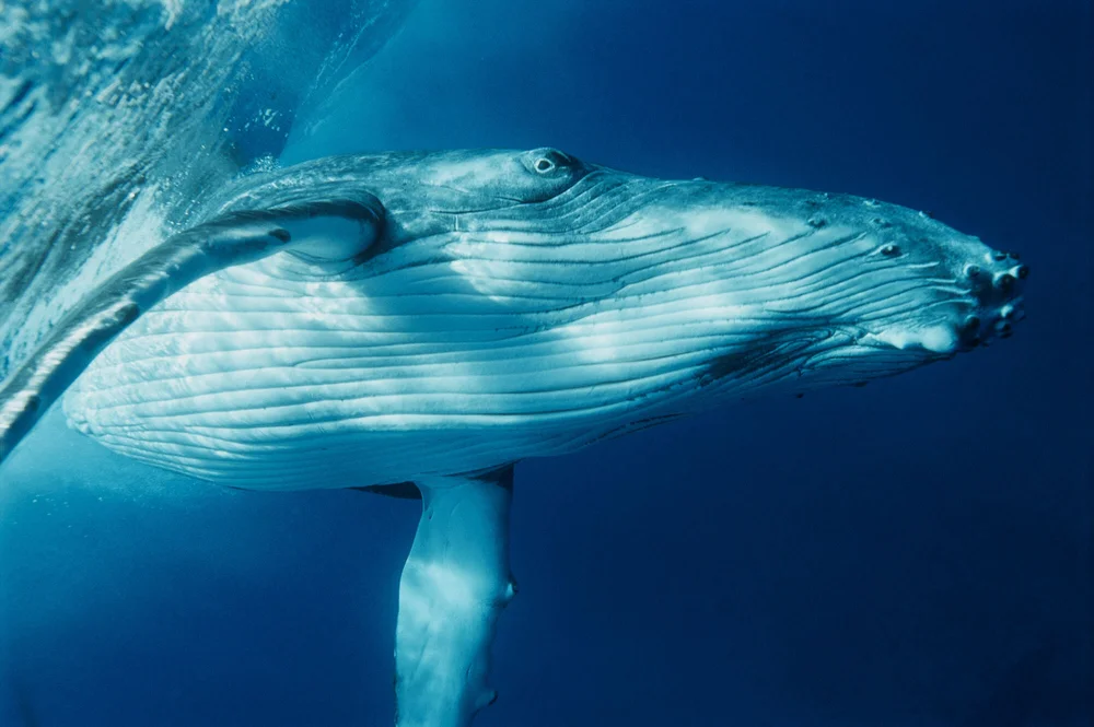 Arabian Sea — WWF Protecting Whales & Dolphins Initiative