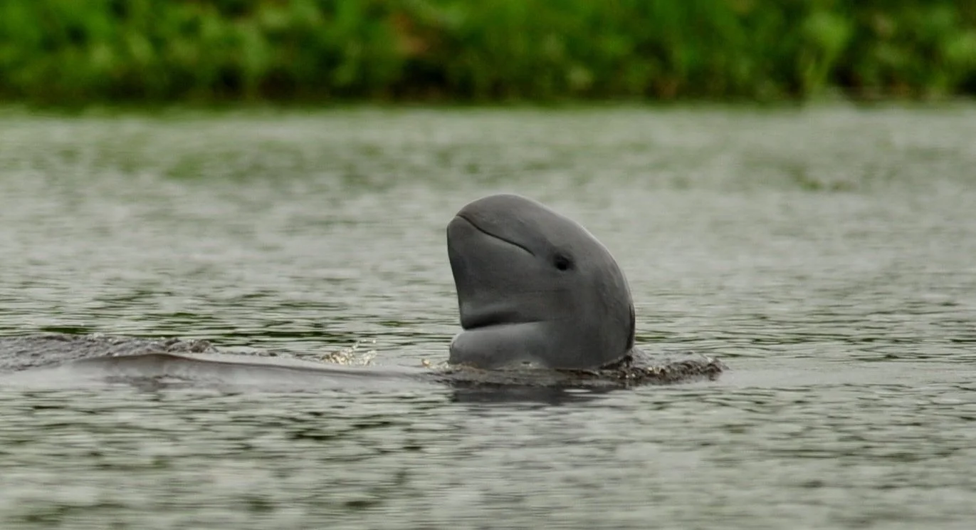 The Pesut and the Pinger: Using sounds to save river dolphins — WWF ...
