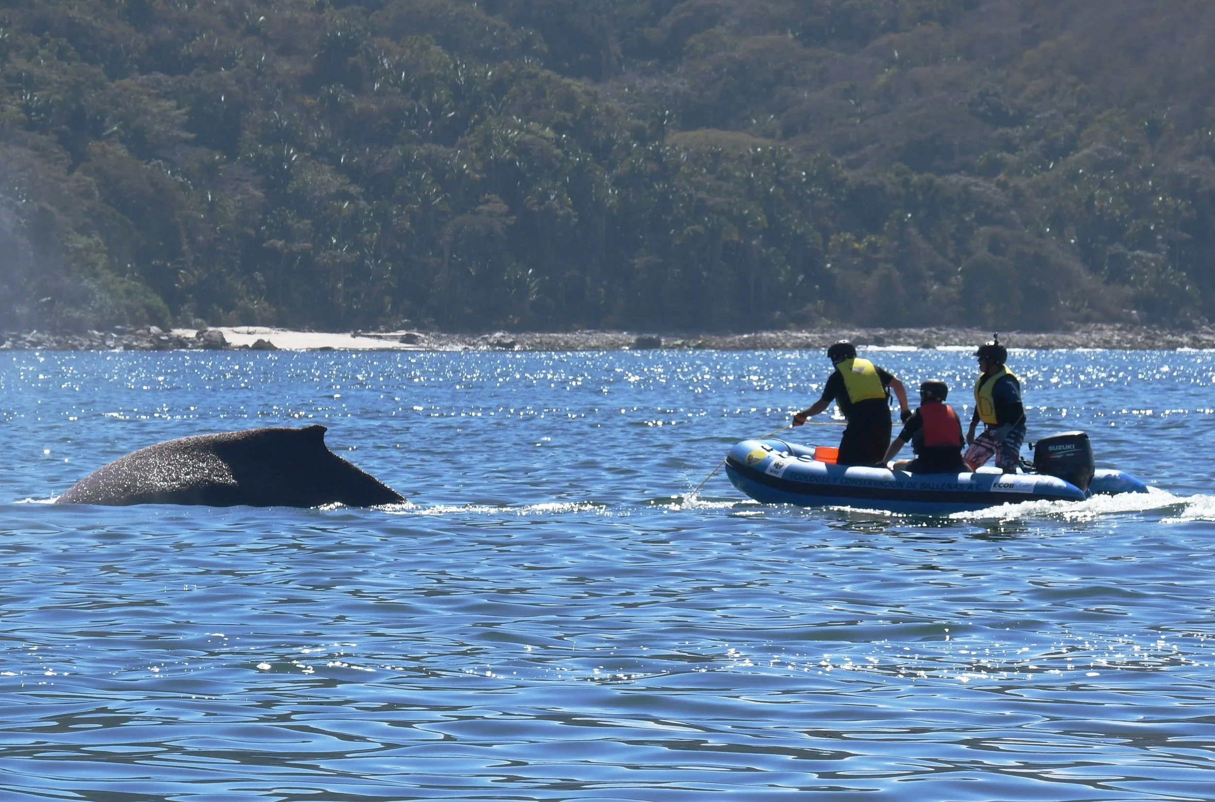 Helping support volunteers dedicated to rescuing entangled whales in ...