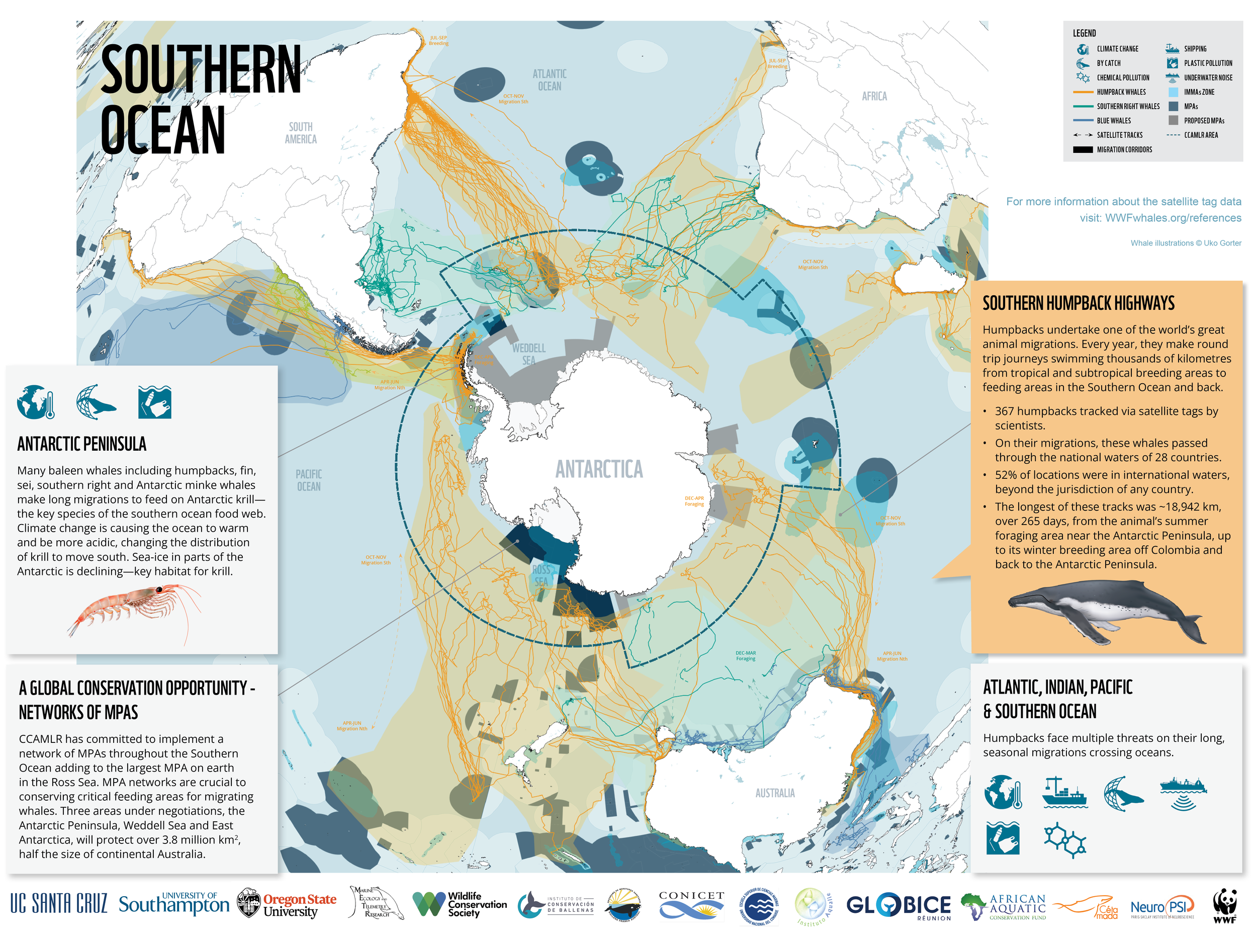 Whales without boundaries - why the high seas matter — WWF Protecting ...