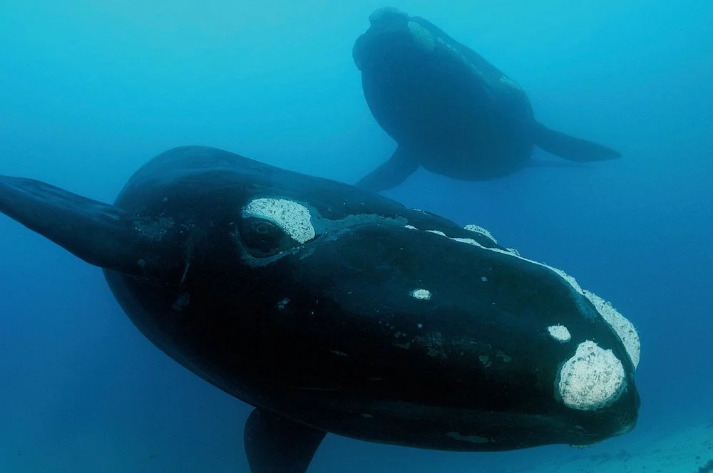 Latest news — WWF Protecting Whales & Dolphins Initiative