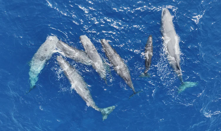 Latest news — WWF Protecting Whales & Dolphins Initiative