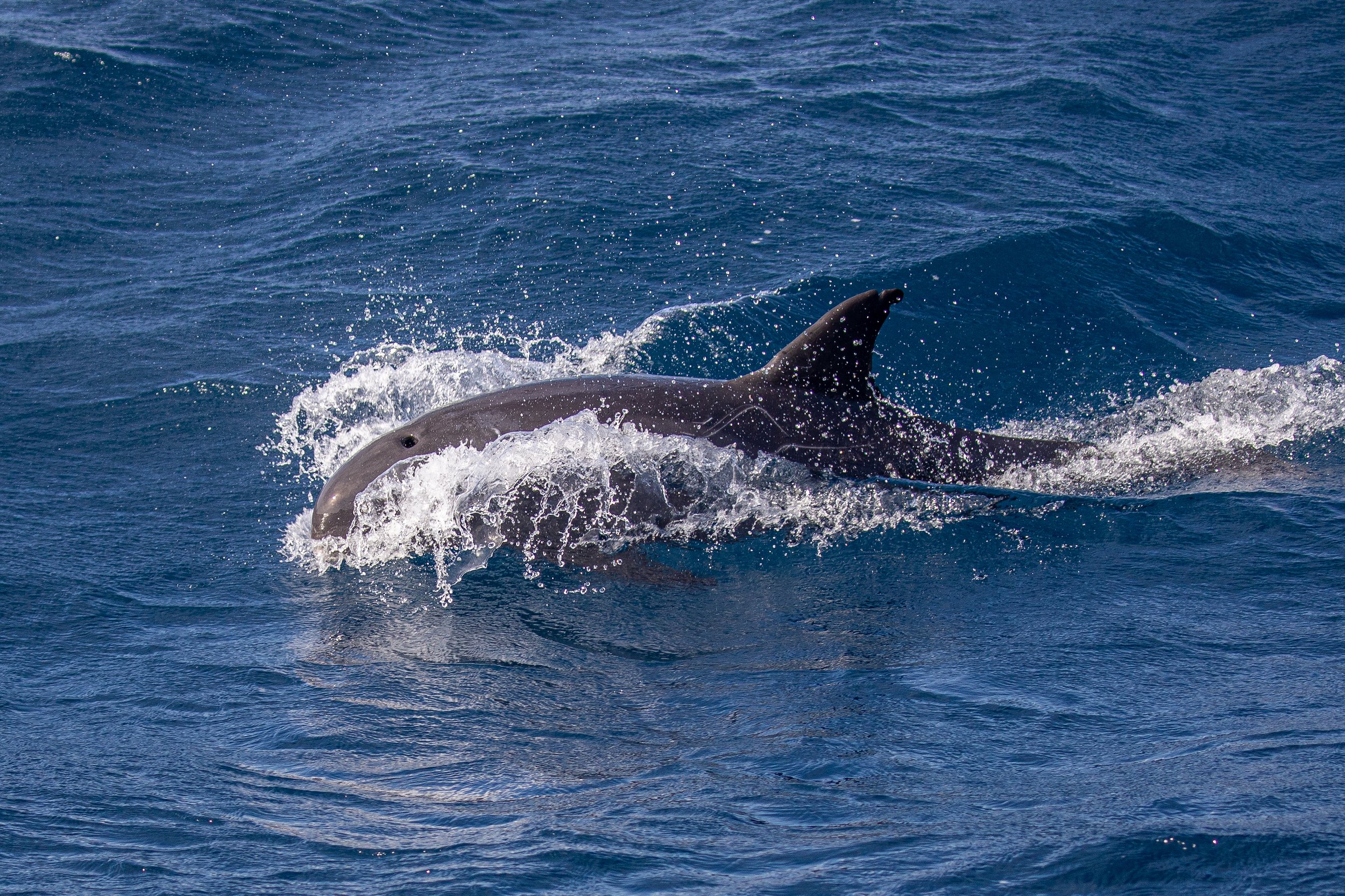 WWF Protecting Whales & Dolphins Initiative