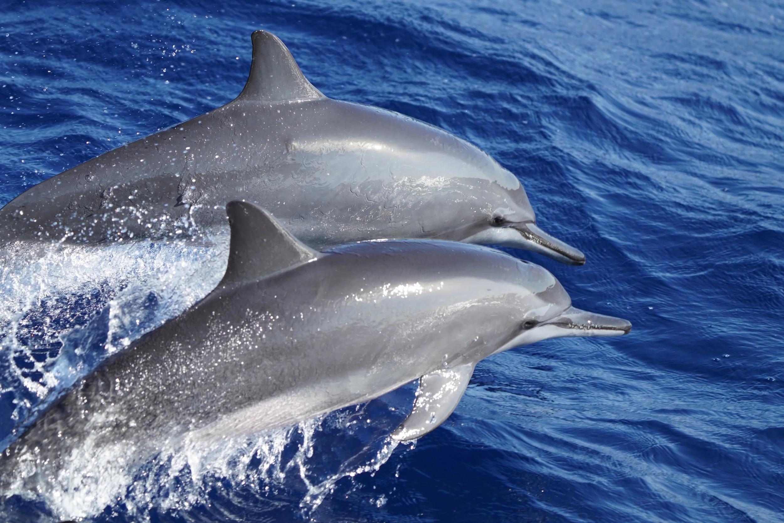 Latest news — WWF Protecting Whales & Dolphins Initiative