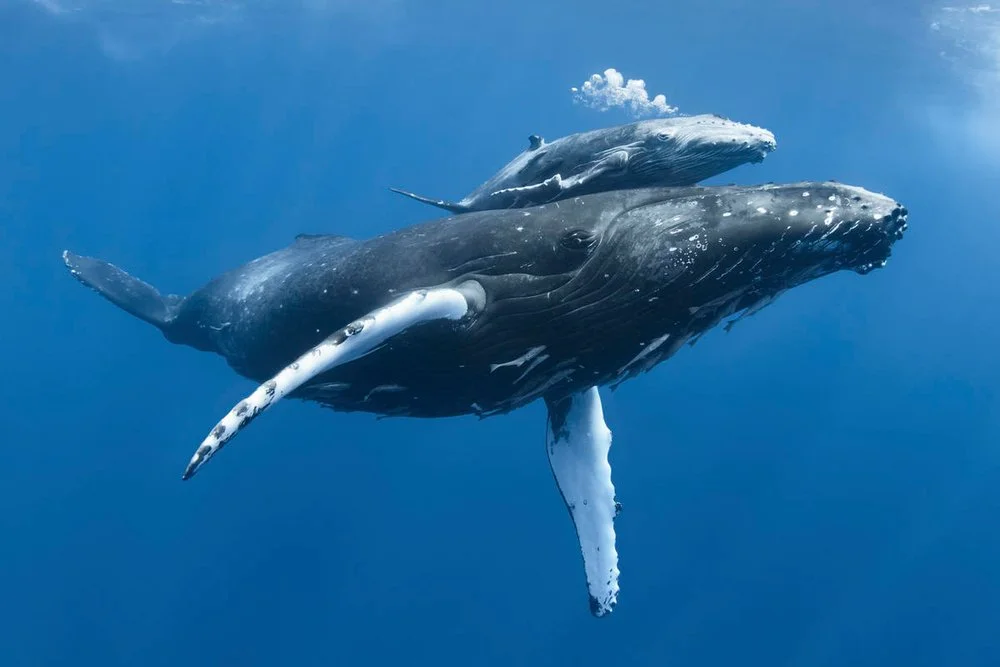 Whales: Nature-based buffers against the climate crisis — WWF ...