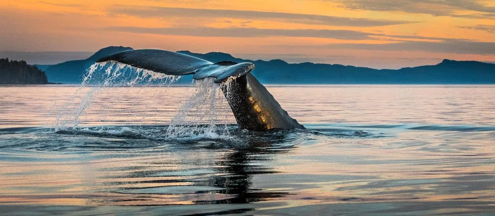 Whales: Nature-based buffers against the climate crisis — WWF ...