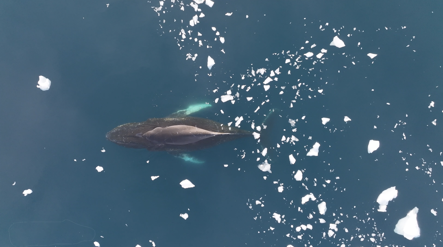 Record low sea ice signals need for swift and greater protection of ...