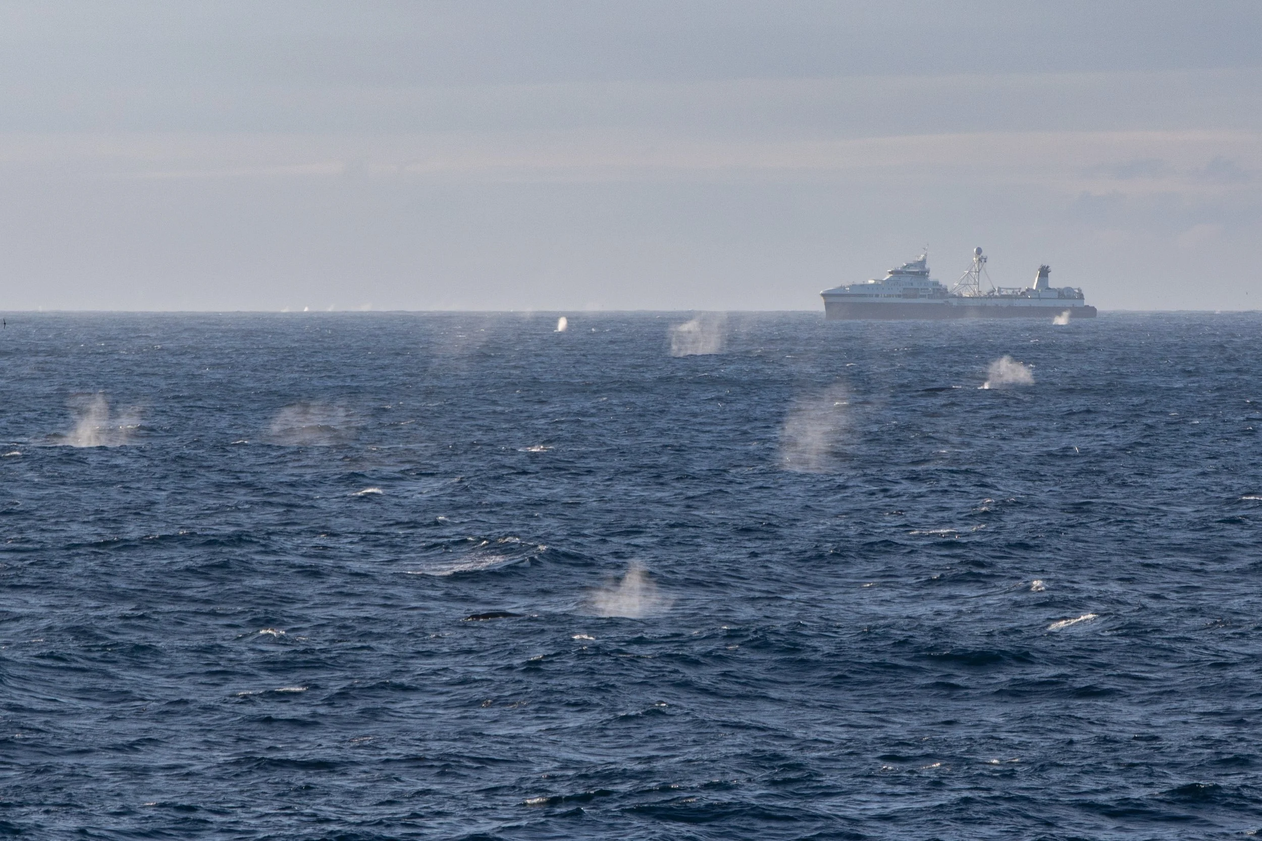 Whales’ frozen lifeline - polar feeding grounds — WWF Protecting Whales ...