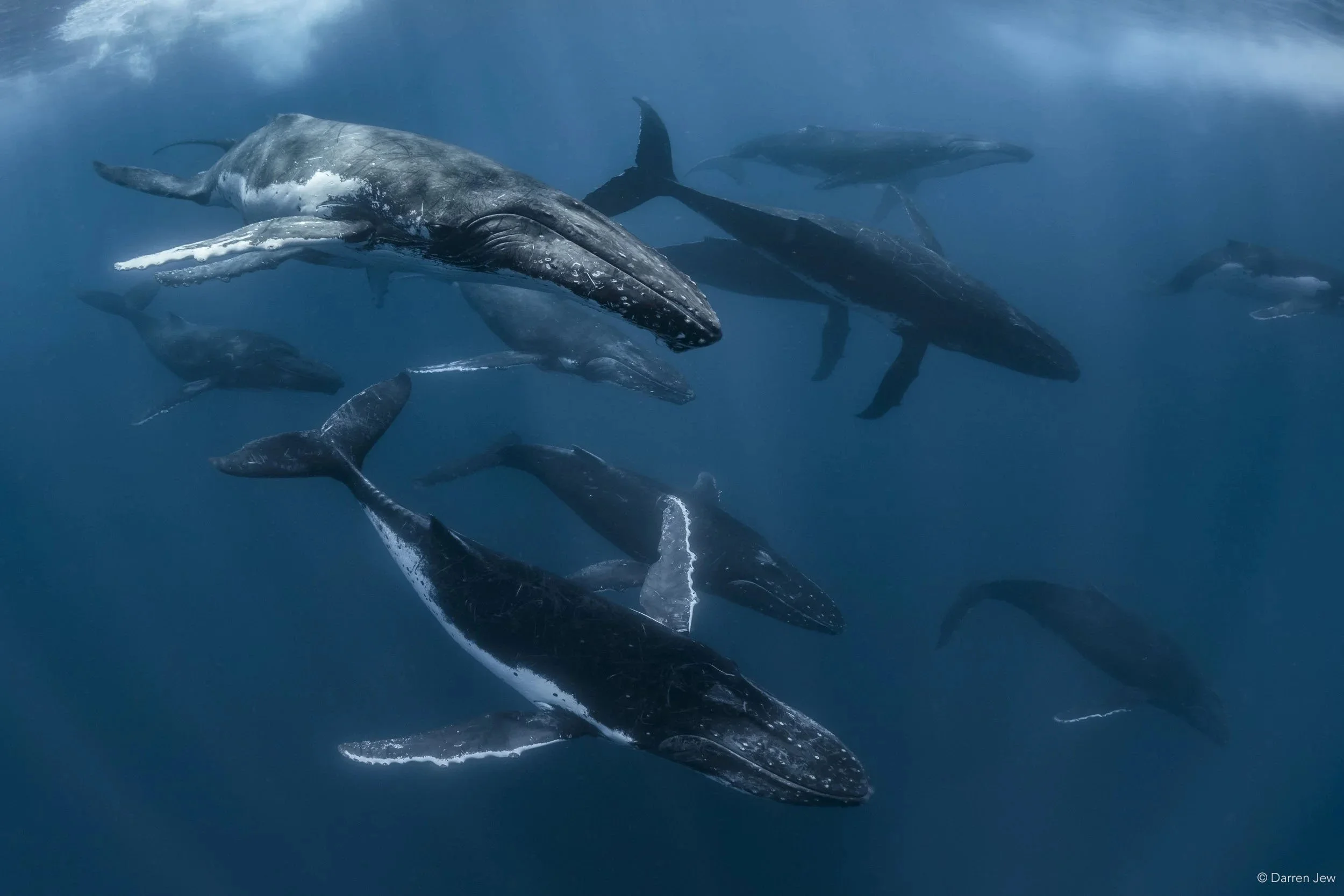 Pacific Nations to Unite in Fiji to Safeguard Whale and Dolphin “Blue ...