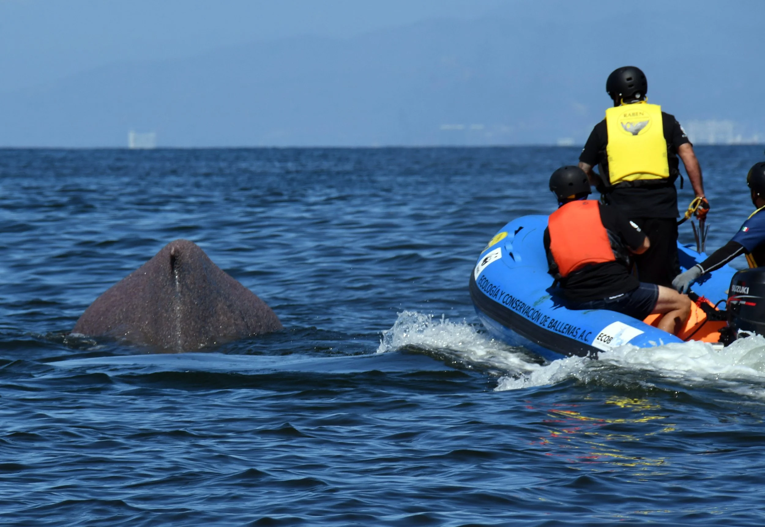 Helping support volunteers dedicated to rescuing entangled whales in ...