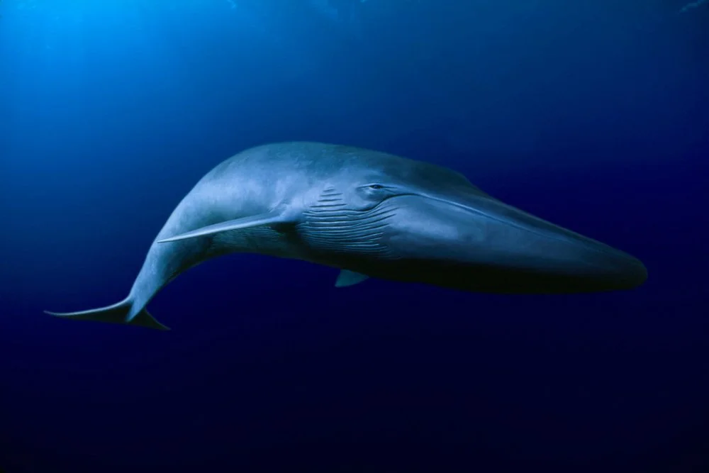Whales: Nature-based buffers against the climate crisis — WWF ...