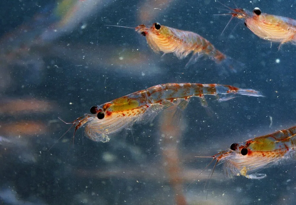 Antarctic Krill: Powering baleen whales in the Southern Hemisphere — WWF Protecting Whales ...