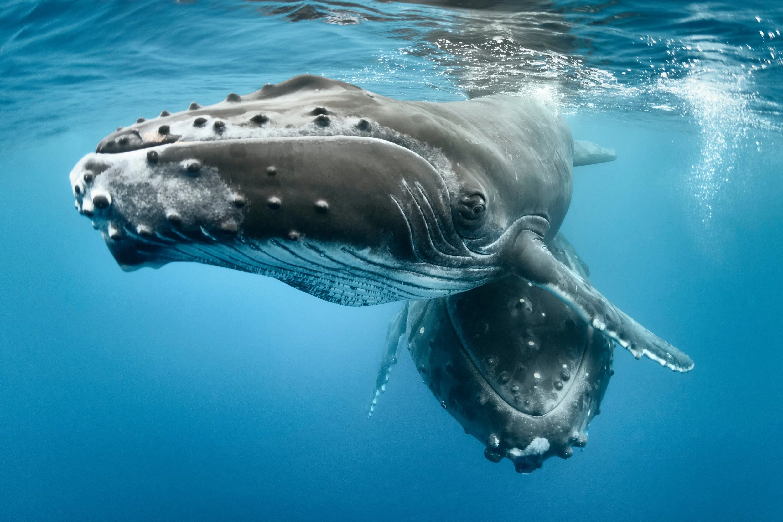 Wwf Adopt A Whale