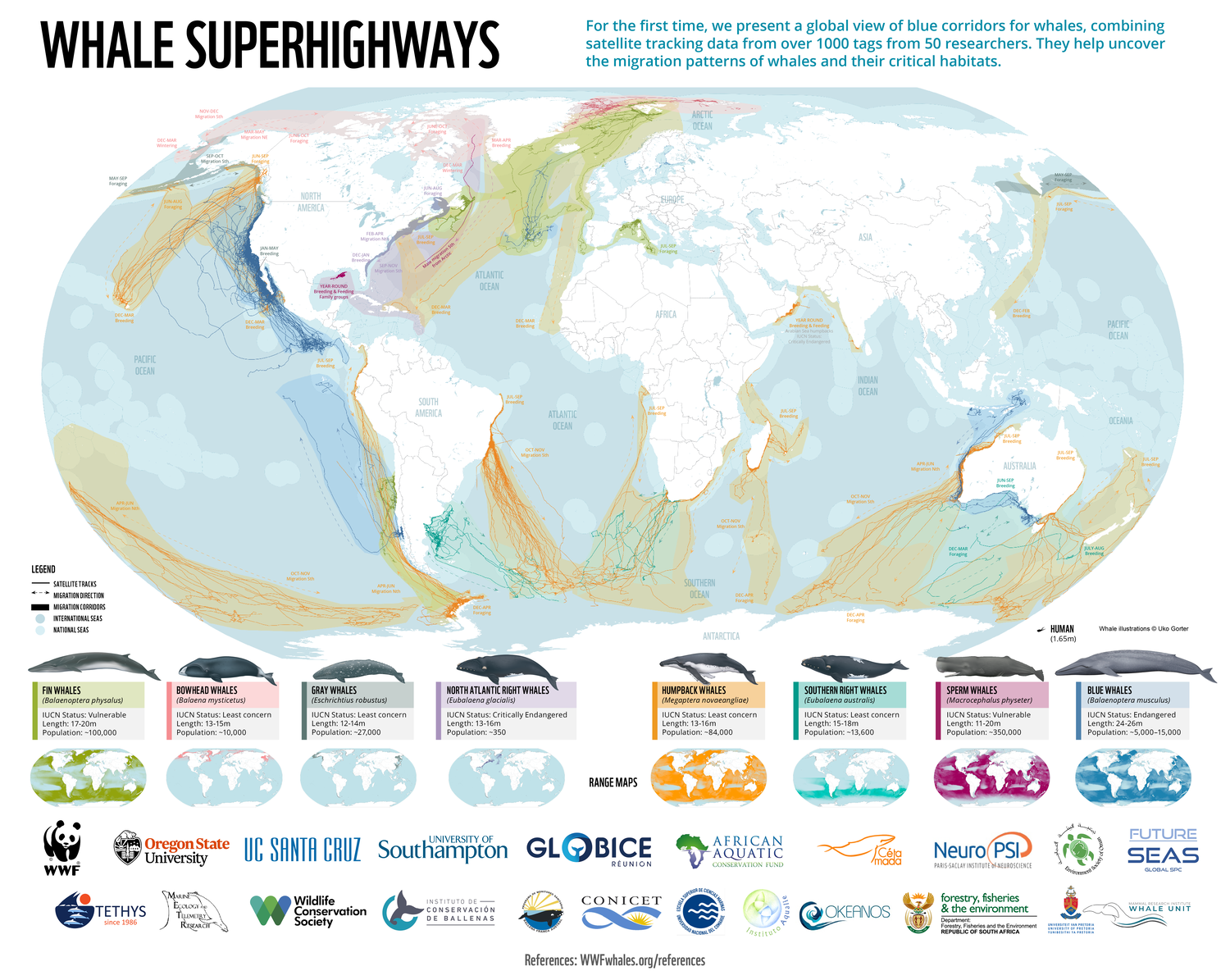Whales without boundaries - why the high seas matter — WWF Protecting ...
