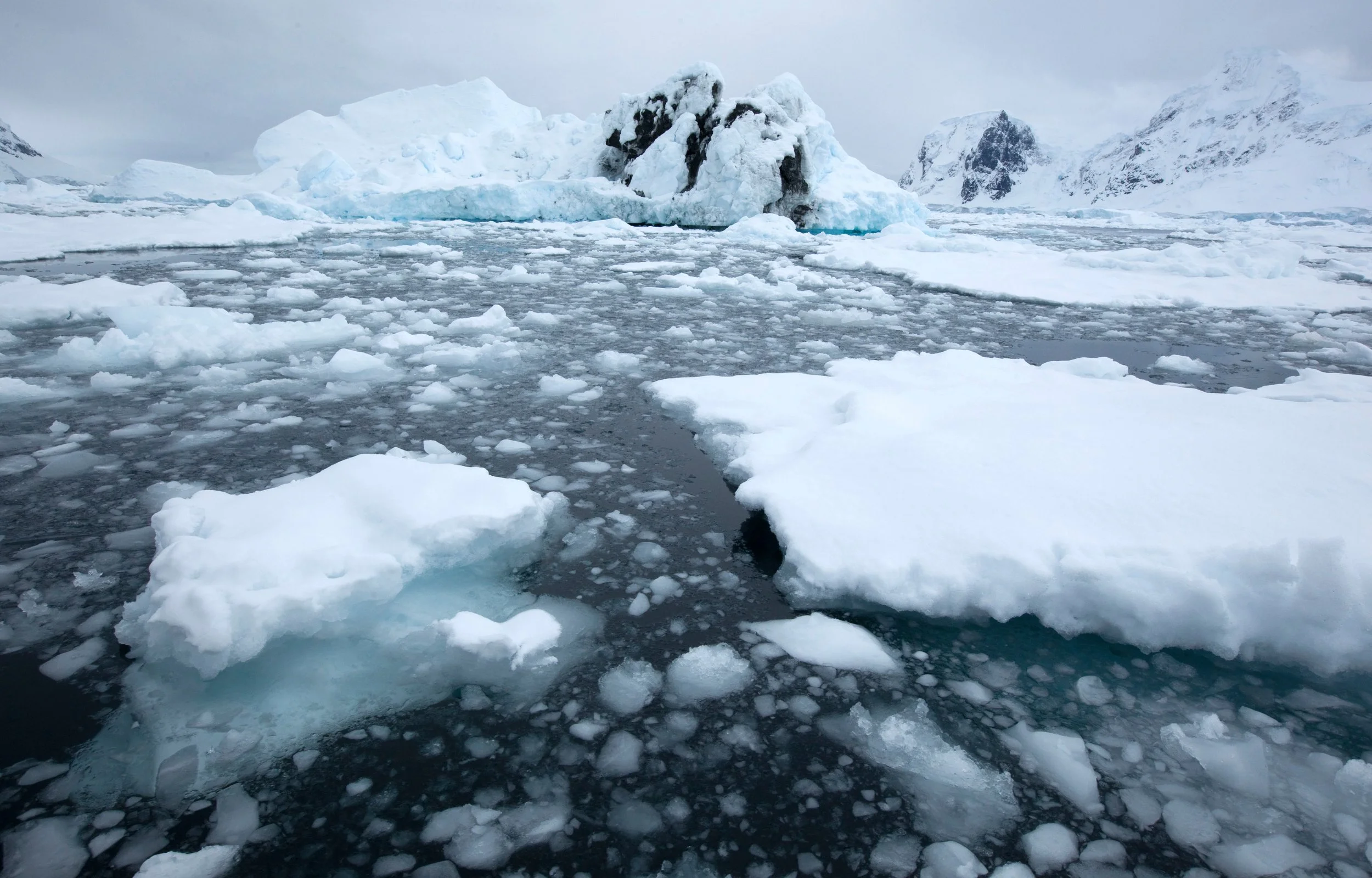 Whales’ frozen lifeline - polar feeding grounds — WWF Protecting Whales ...