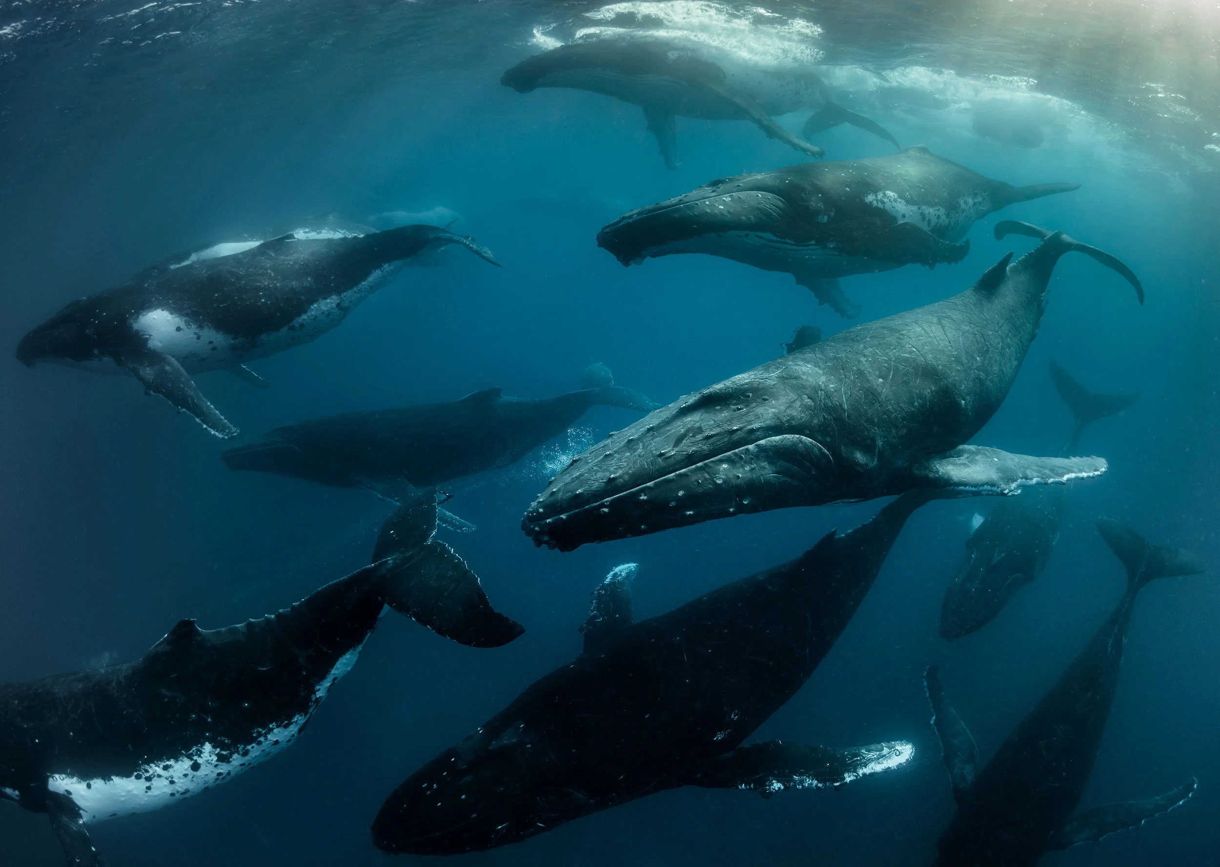 WWF Protecting Whales & Dolphins Initiative