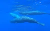 Deep Connections - the social lives of sperm whales — WWF Protecting ...