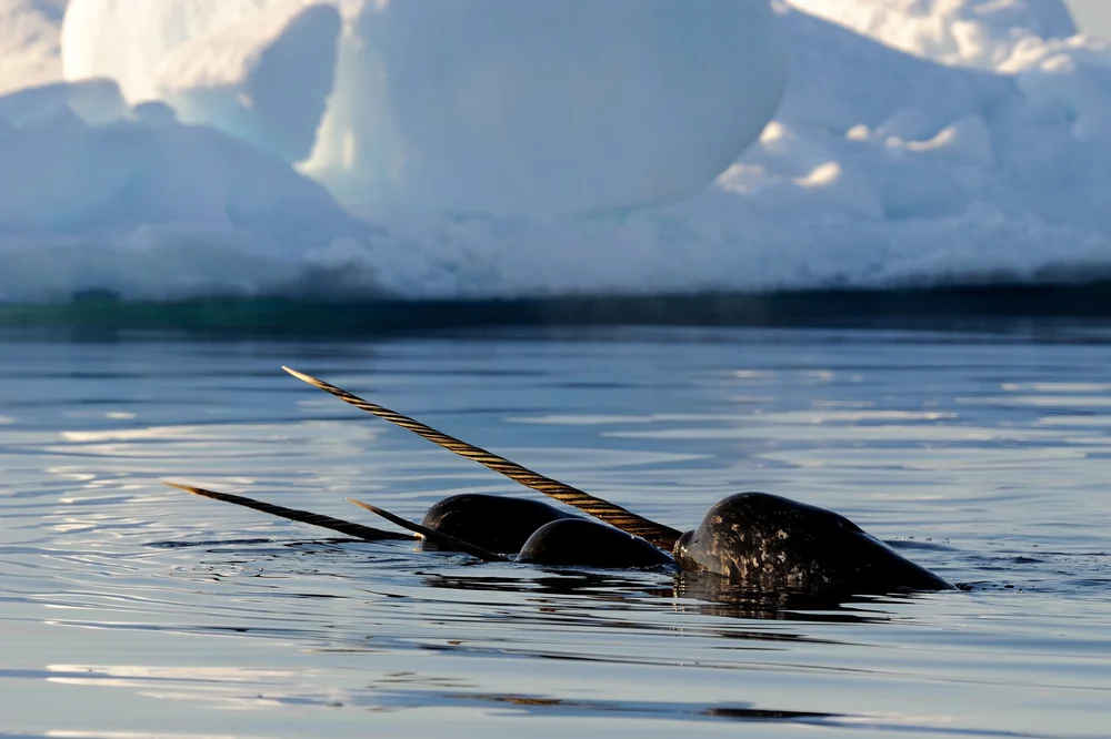 Whales’ frozen lifeline - polar feeding grounds — WWF Protecting Whales ...