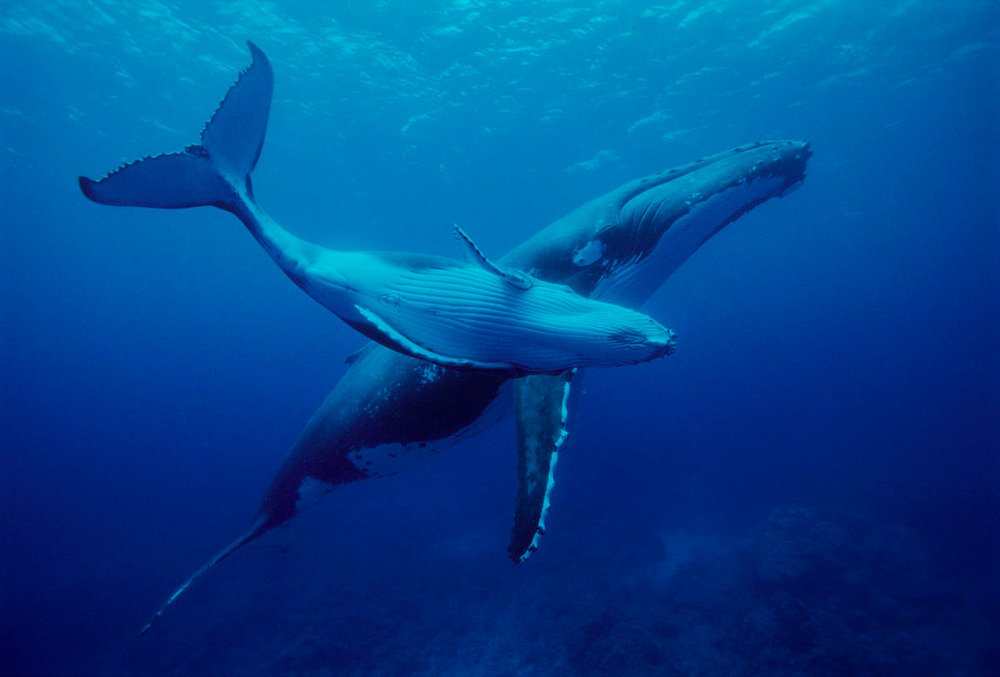 A noisy abyss: How deep seabed mining could impact whales — WWF ...