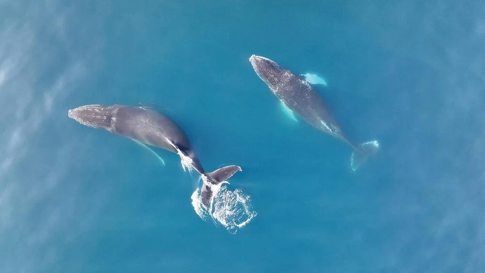 What a whale needs — WWF Protecting Whales & Dolphins Initiative