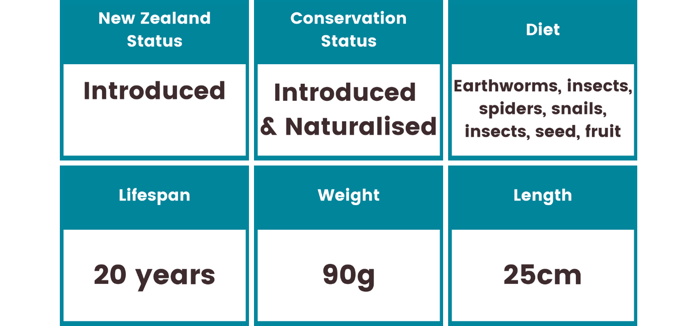 Blackbird - Manu Pango | Kohab Bird Guide — Kohab