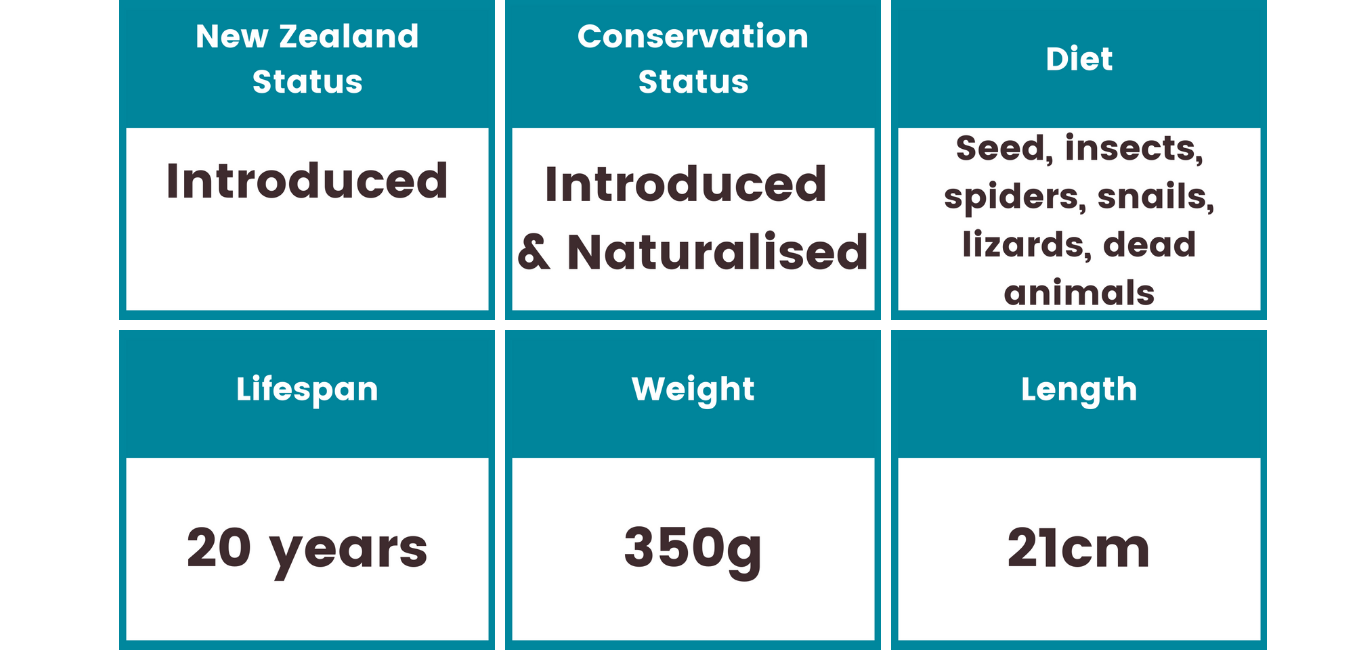 Australia Magpie | Kohab Bird Guide — Kohab