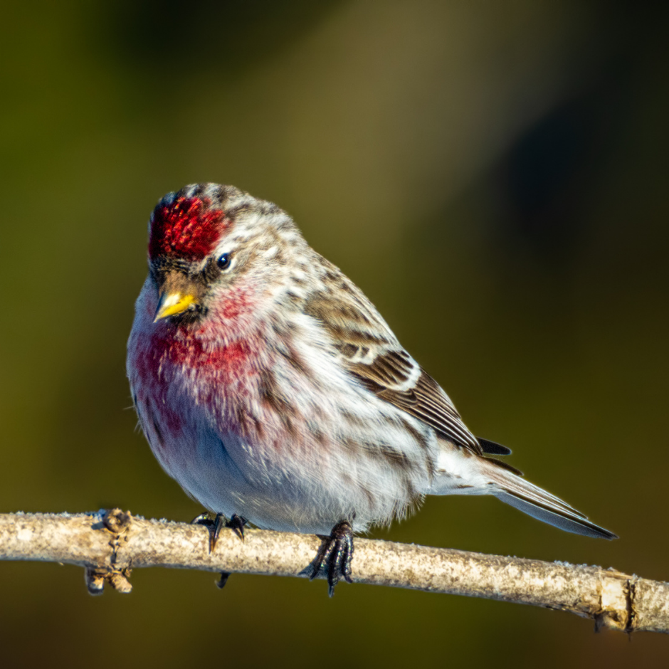 NZ Bird Guide | Kohab Bird Guide — Kohab