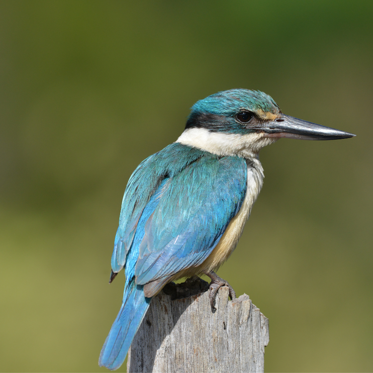 NZ Bird Guide | Kohab Bird Guide — Kohab