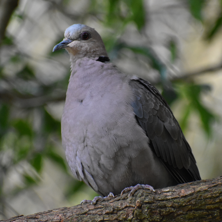 NZ Bird Guide | Kohab Bird Guide — Kohab