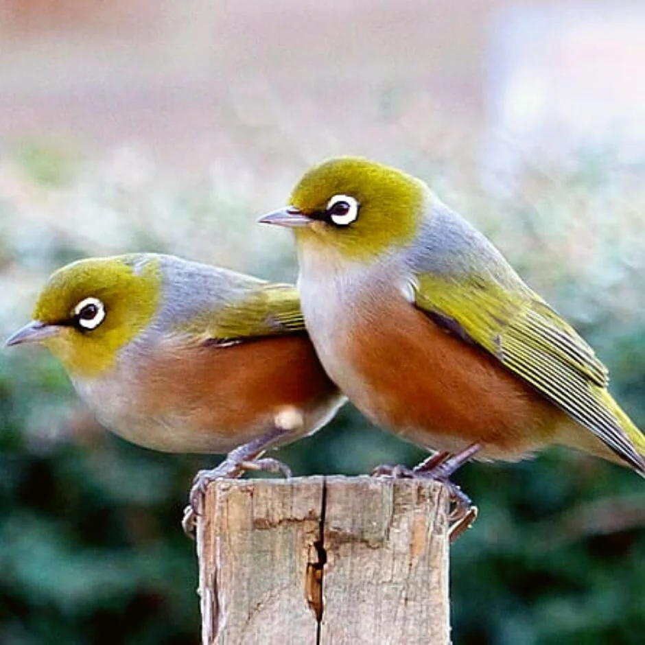 Silvereye- Tauhou | Kohab Bird Guide — Kohab