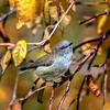 Grey Warbler - Riroriro | Kohab Bird Guide — Kohab
