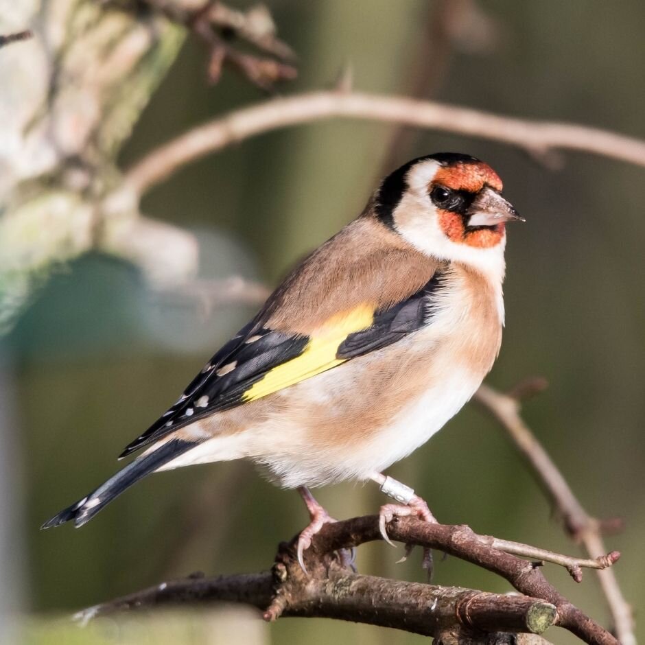 Goldfinch | Kohab Bird Guide — Kohab