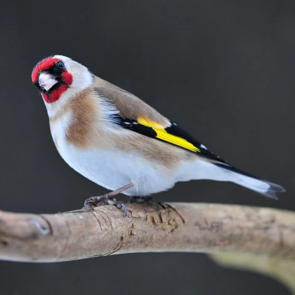 Goldfinch | Kohab Bird Guide — Kohab